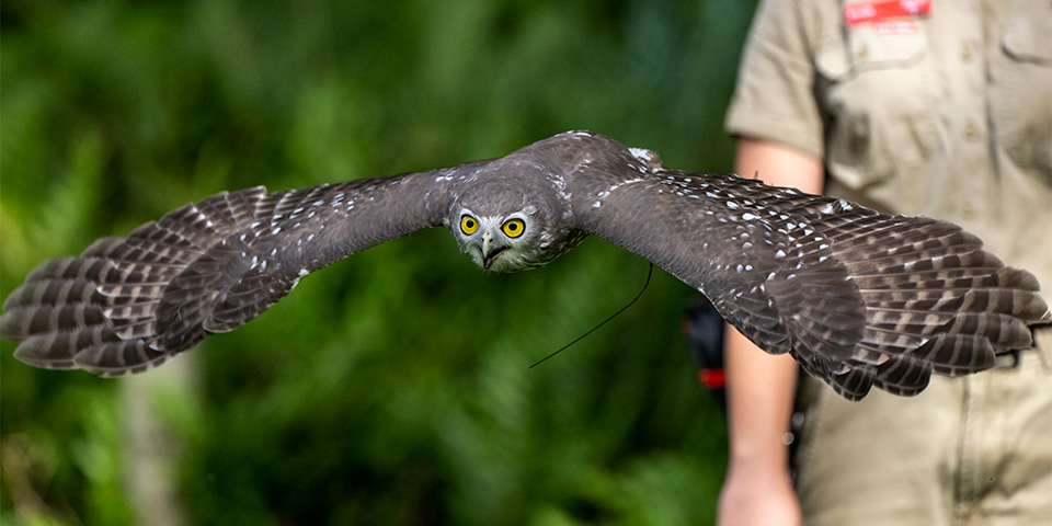 Barking Owl - Adelaide Zoo