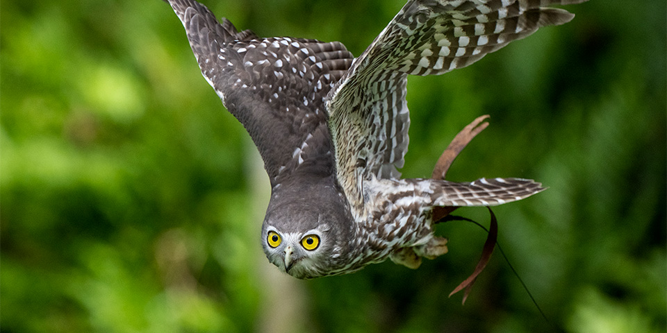 Barking Owl - Adelaide Zoo