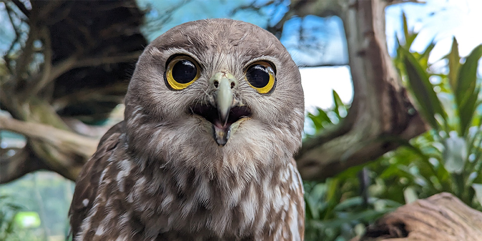 Barking Owl - Adelaide Zoo