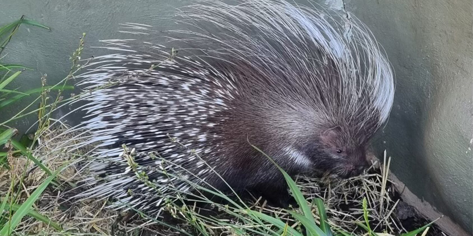Cape Porcupine - Adelaide Zoo