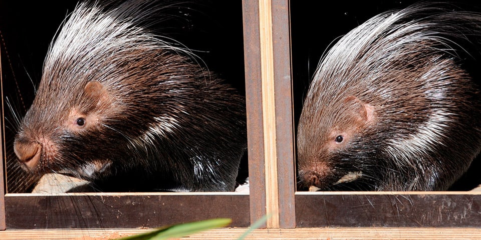 Cape Porcupine - Adelaide Zoo