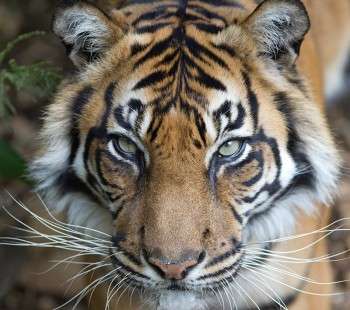 Animals - Adelaide Zoo