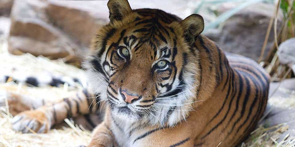 Sumatran Tiger Facts & Information - Adelaide Zoo