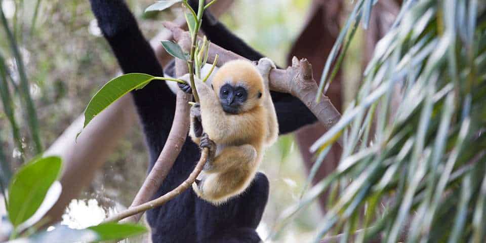 Meet our gorgeous White-cheeked Gibbons at Adelaide Zoo