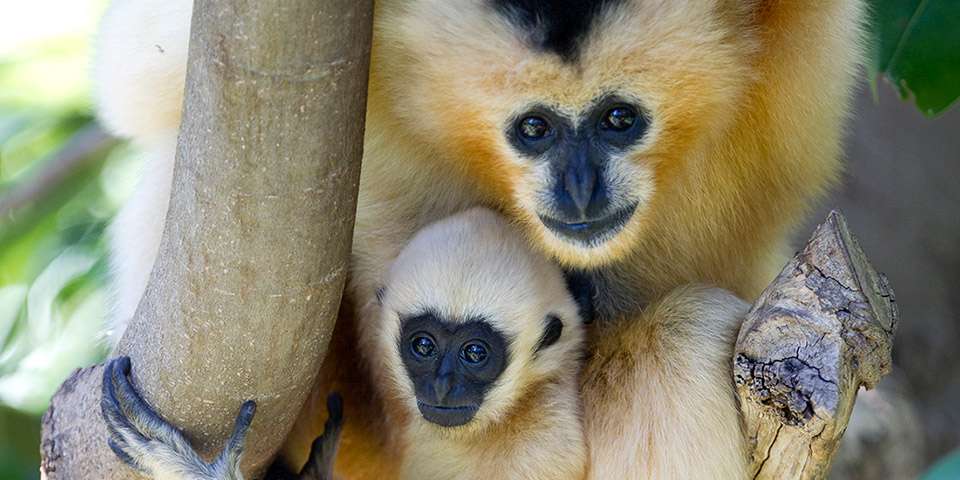 Meet our gorgeous White-cheeked Gibbons at Adelaide Zoo