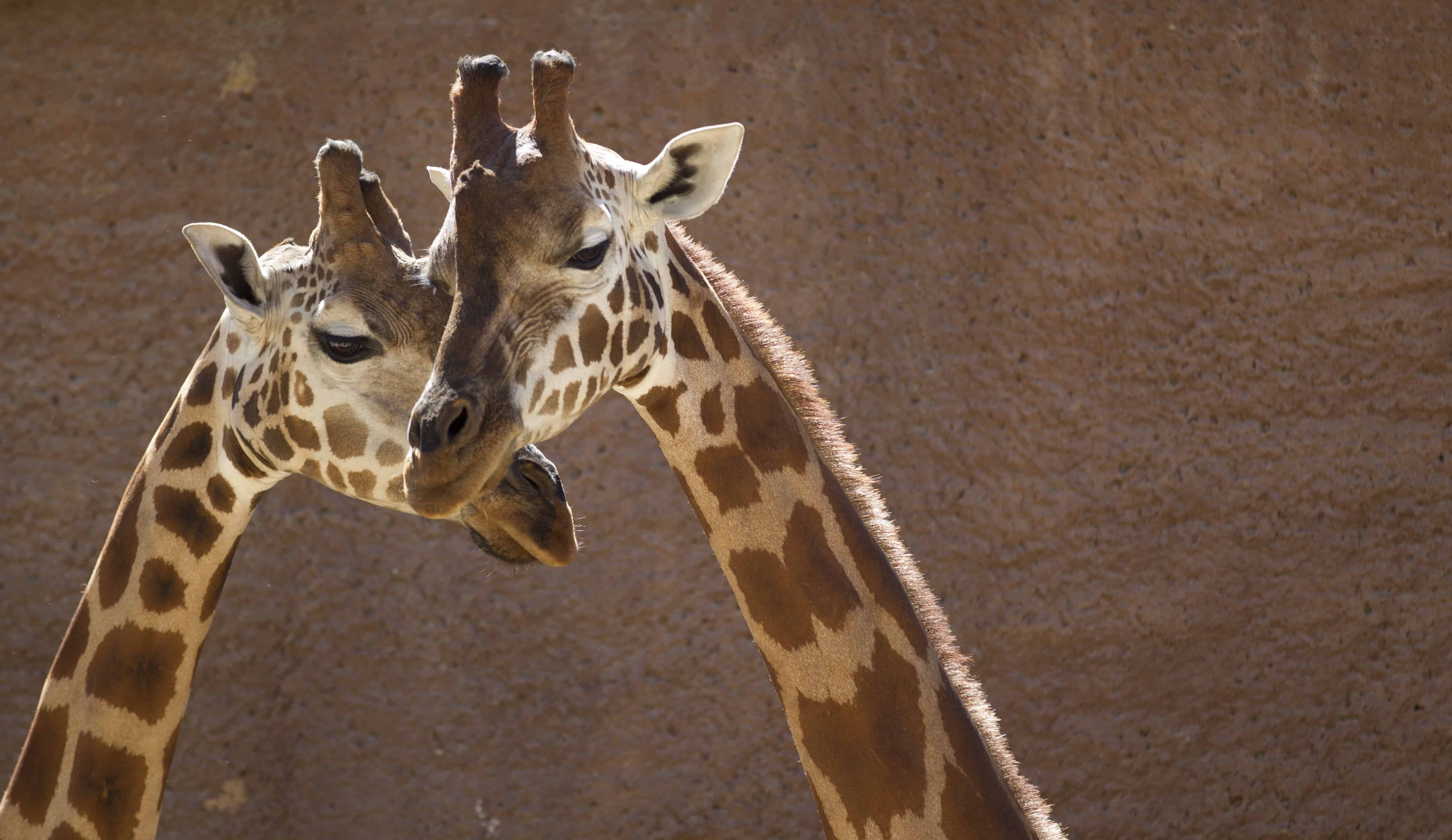 Giraffe Feed - Adelaide Zoo