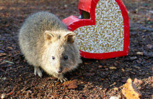 A whole ‘quokka’ love for mums at Adelaide Zoo!