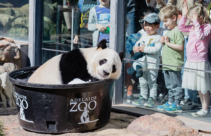 Teddy Bears' Picnic - Adelaide Zoo