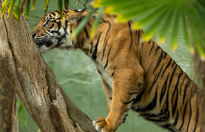 International Tiger Day - Adelaide Zoo