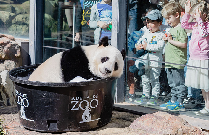 Farewell Wang Wang and Fu Ni - Adelaide Zoo