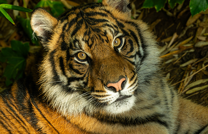 Zoos SA Memberships - Unlimited Entry to Adelaide Zoo