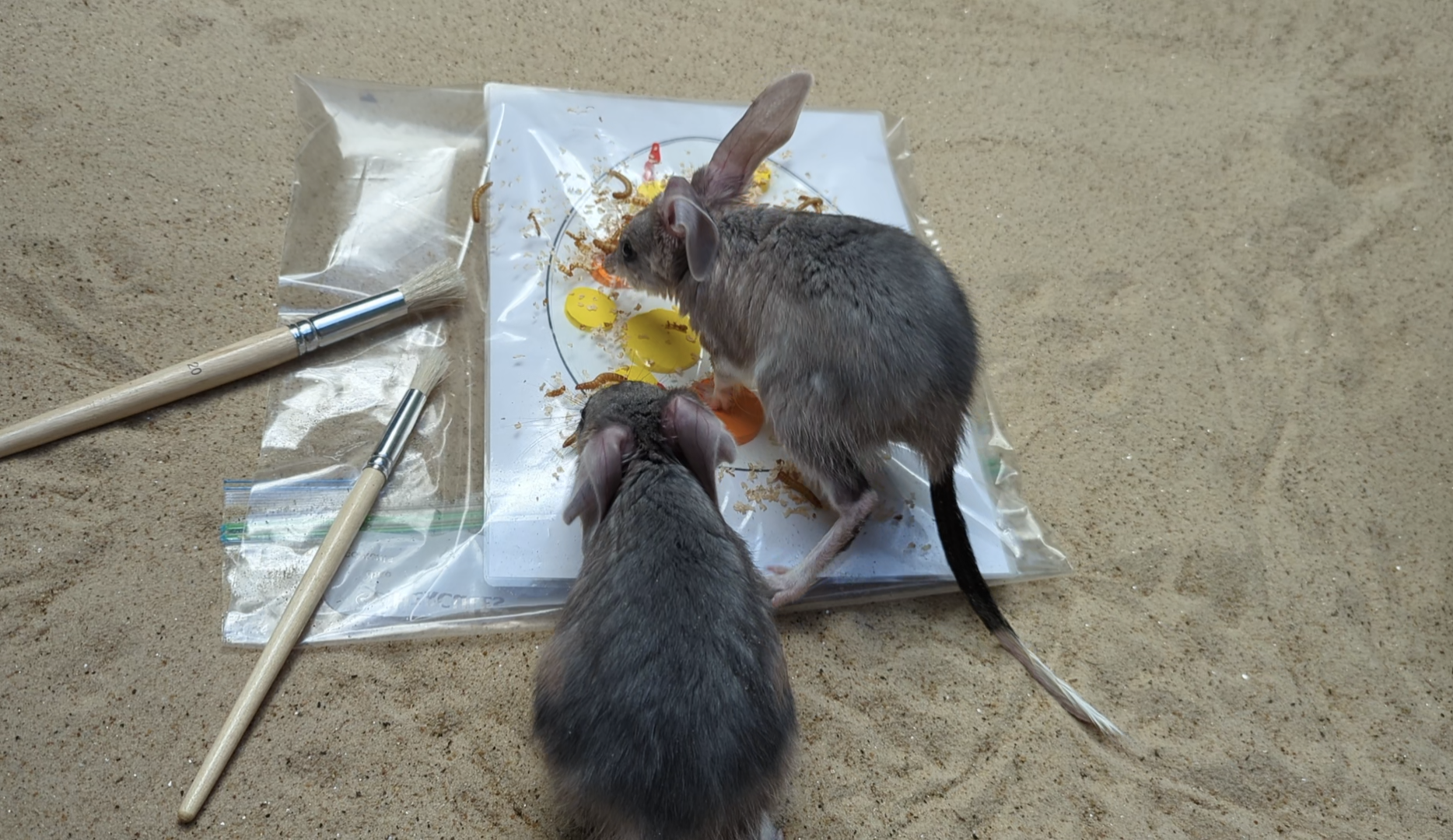 Easter at the zoo 2025 - Adelaide Zoo