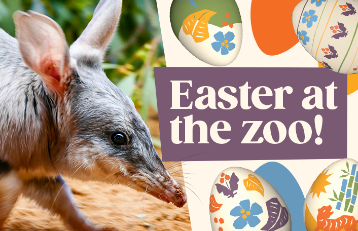 Easter at the zoo 2025 - Adelaide Zoo