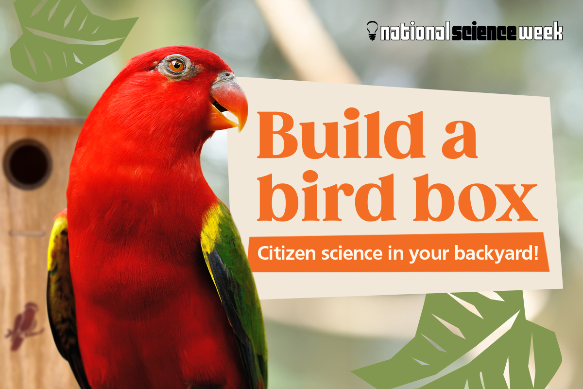 Build your own bird box - Adelaide Zoo
