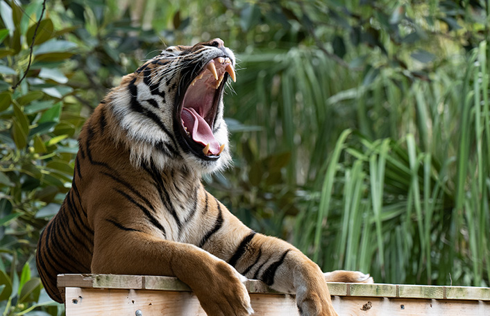 International Tiger Day - Adelaide Zoo