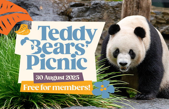 Teddy Bears' Picnic - Adelaide Zoo